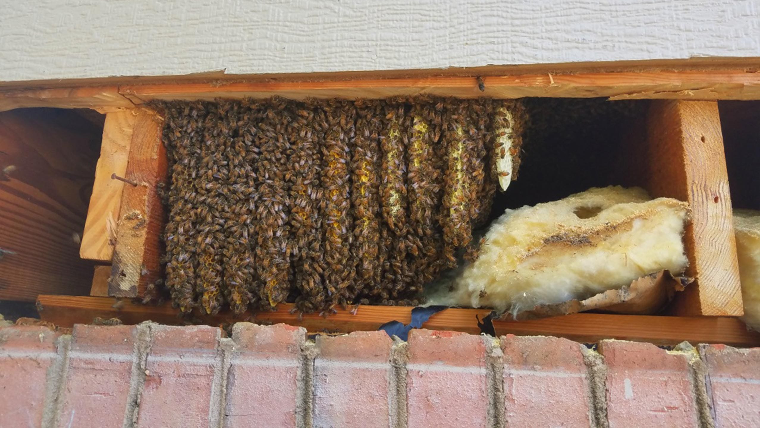 Bee Season in Georgia: When to Expect Bees and How to Prepare