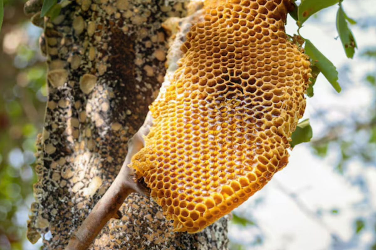 Understanding the Age of a Beehive