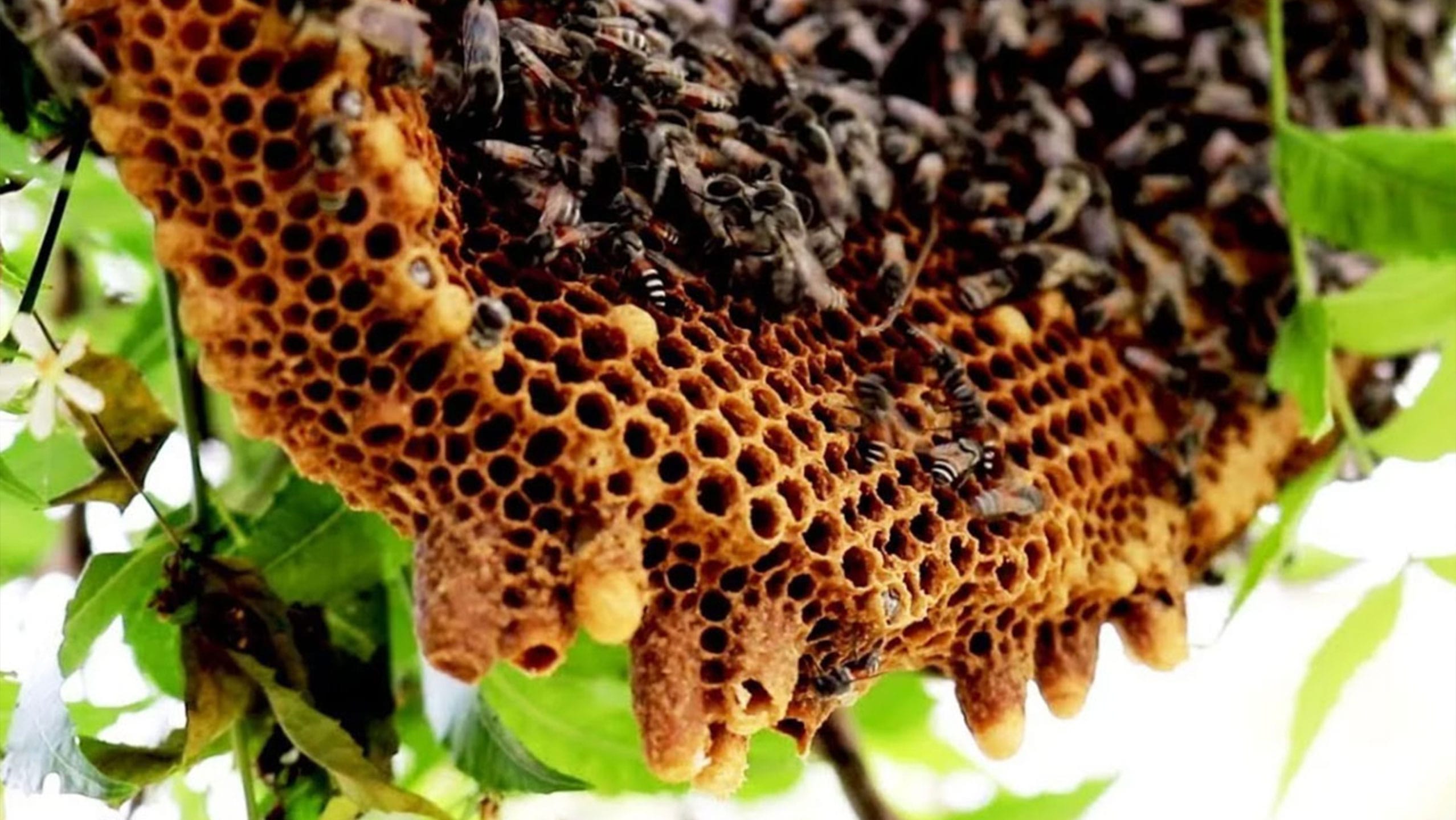 Understanding the Age of a Beehive