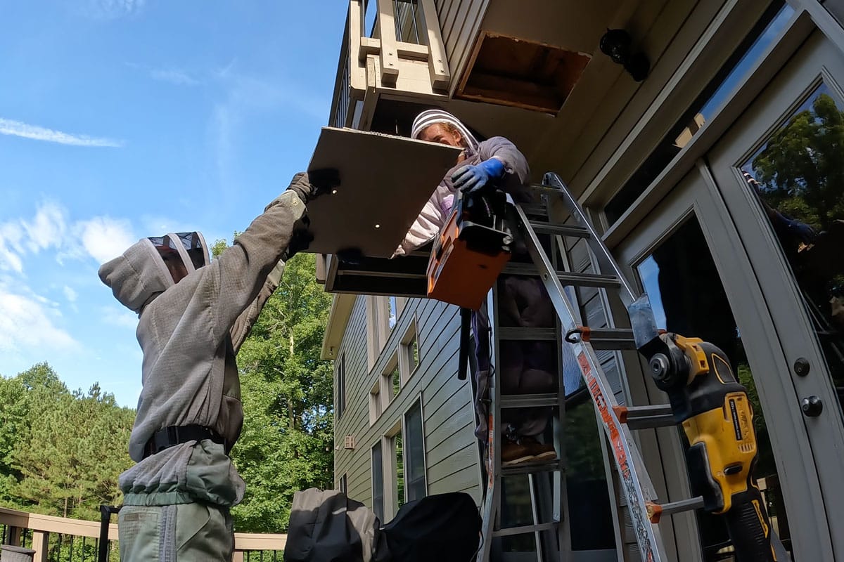 FAQs Around Bee Removal | SouthEast Bee Removal