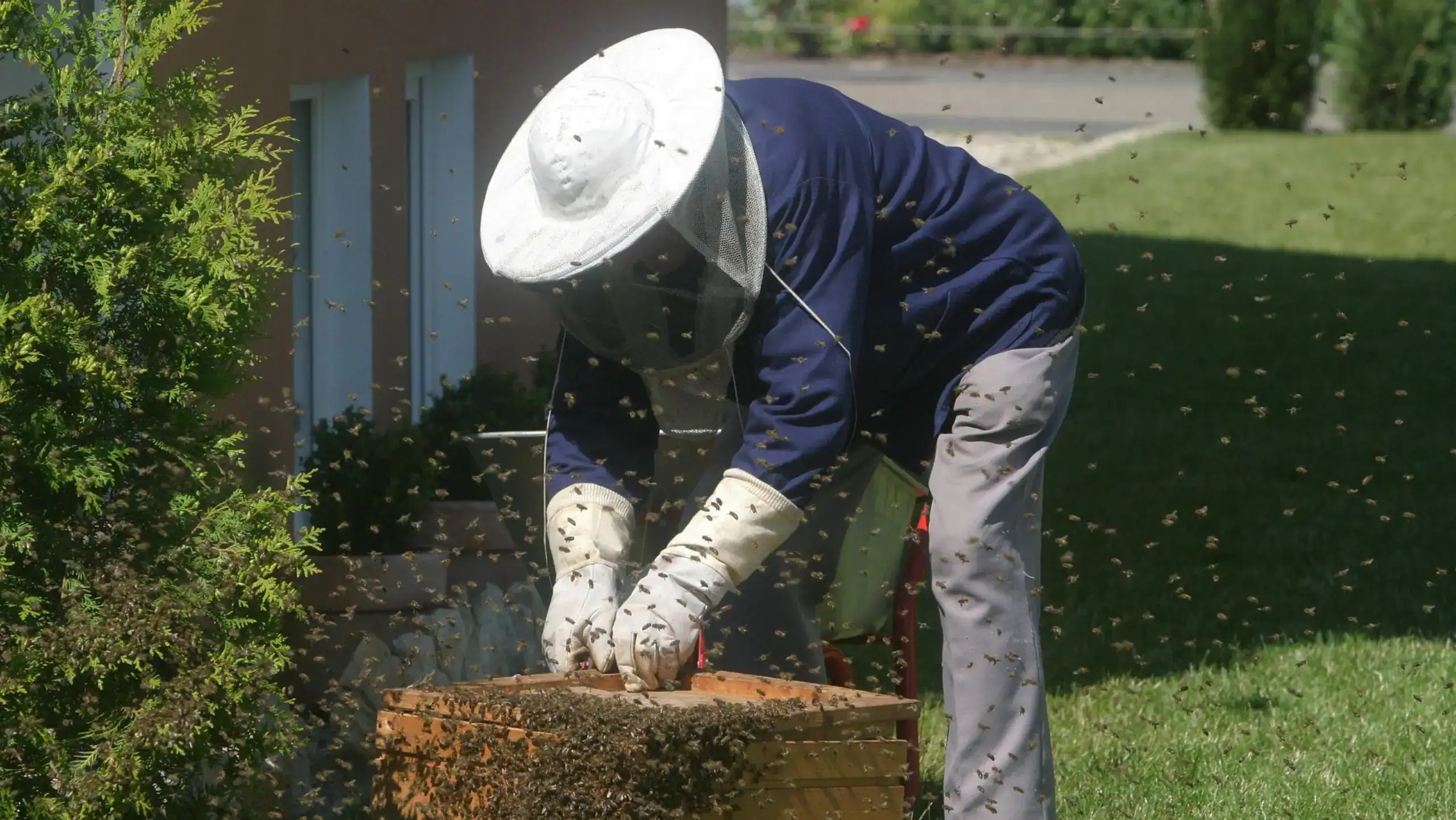 Top 5 Bee Infestation Hotspots in Atlanta and How to Handle Them Safely